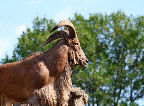 Afbeeldingen over "Barbary Sheep" – Blader in stockfoto's, vectoren en ...
