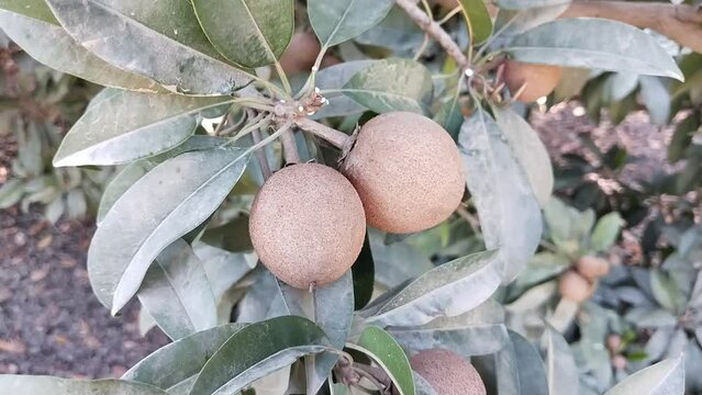 Sapota Images – Browse 2,921 Stock Photos, Vectors, and Video | Adobe Stock