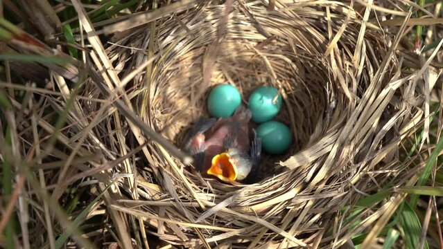 Pahar Images – Browse 354 Stock Photos, Vectors, and Video | Adobe Stock