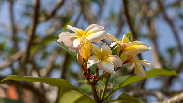 Frangi Bilder – Durchsuchen 651 Archivfotos, Vektorgrafiken und Videos ...