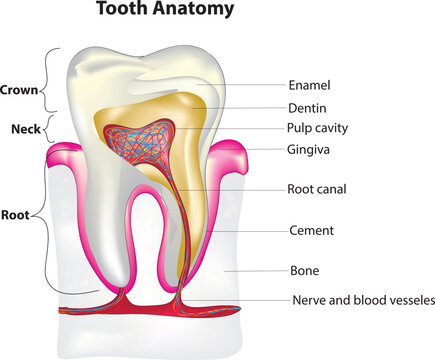 Periodontal Anatomy Immagini - Sfoglia 2,554 foto, vettoriali e video ...