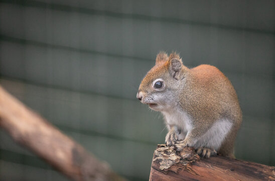 รูปภาพChickaree – เลือกดูภาพถ่ายสต็อก เวกเตอร์ และวิดีโอ542 | Adobe Stock