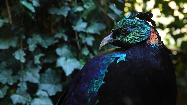 Monal Images – Browse 350 Stock Photos, Vectors, and Video | Adobe Stock