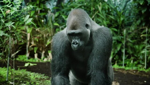 Gorilla Walking On Knuckles