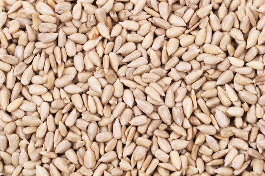 "Sunflower Seeds" Images – Browse 89,893 Stock Photos, Vectors, and ...