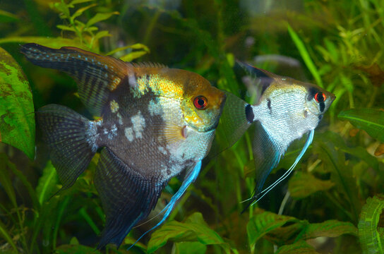 "Freshwater Angelfish" Images – Browse 5,949 Stock Photos, Vectors, and ...