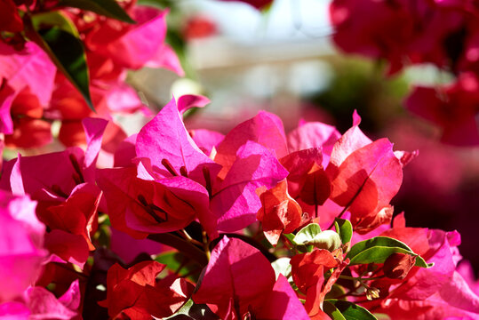 Bugambilia Images – Browse 1,252 Stock Photos, Vectors, and Video ...