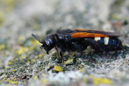 Scoliidae Bilder – Durchsuchen 644 Archivfotos, Vektorgrafiken und ...