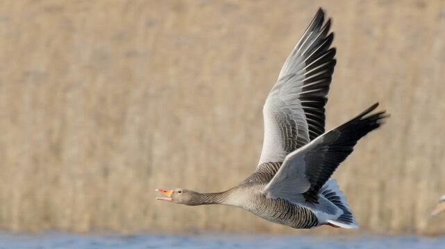 Fluggans Bilder – Durchsuchen 145,837 Archivfotos, Vektorgrafiken und ...