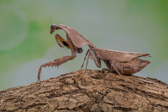 "Dead Leaf Mantis" Images – Browse 380 Stock Photos, Vectors, and Video ...