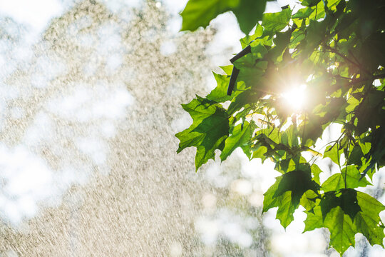 รูปภาพ"Summer Rain" – เลือกดูภาพถ่ายสต็อก เวกเตอร์ และวิดีโอ3,303 ...