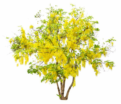 Kanikkonna Bilder – Durchsuchen 10,570 Archivfotos, Vektorgrafiken und ...