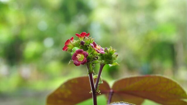 "Scorpion Sting" Images – Browse 90 Stock Photos, Vectors, and Video ...