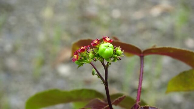 "Scorpion Sting" Images – Browse 90 Stock Photos, Vectors, and Video ...