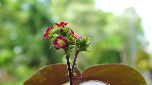 "Scorpion Sting" Images – Browse 71 Stock Photos, Vectors, and Video ...