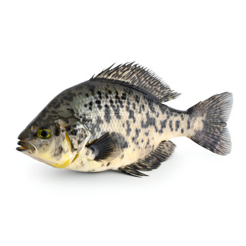 "Black Crappie" Bilder – Durchsuchen 115 Archivfotos, Vektorgrafiken ...