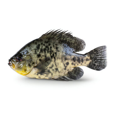 "Black Crappie" Bilder – Durchsuchen 115 Archivfotos, Vektorgrafiken ...