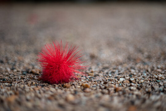 Scoke bilder – Bläddra bland 2,717 stockfoton, vektorer och videor ...