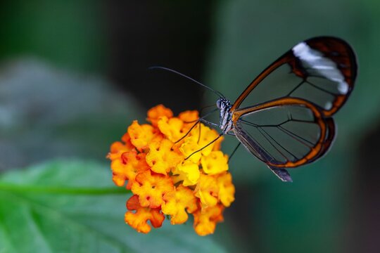 Glasswing bilder – Bläddra bland 1,017 stockfoton, vektorer och videor ...
