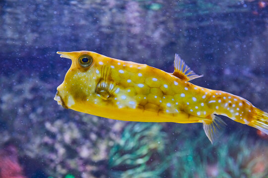 Cow-Fish bilder – Bläddra bland 41 stockfoton, vektorer och videor ...