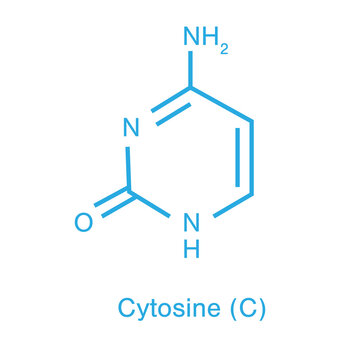 Cytosine Images – Browse 3,469 Stock Photos, Vectors, and Video | Adobe ...