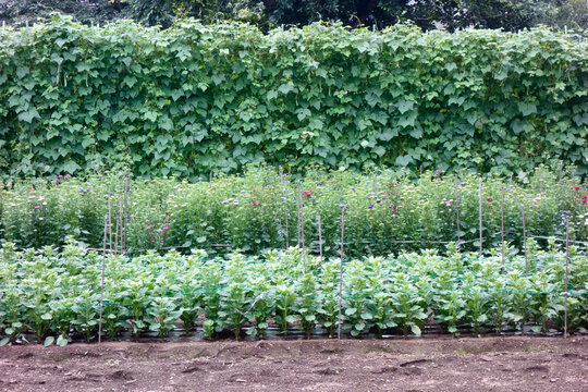 รูปภาพInbred – เลือกดูภาพถ่ายสต็อก เวกเตอร์ และวิดีโอ4,949 | Adobe Stock