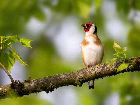 Distelfink Images – Browse 910 Stock Photos, Vectors, and Video | Adobe ...