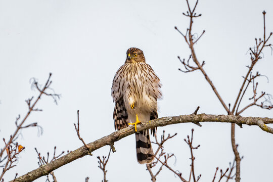 "Cooper Hawk" Images – Browse 1,619 Stock Photos, Vectors, and Video ...