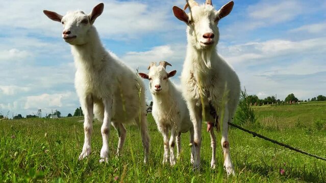 "Subsistence Farming" Images – Browse 2,391 Stock Photos, Vectors, and ...