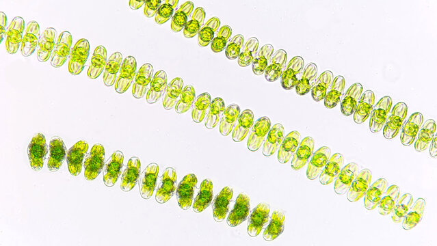 Charophyta Bilder – Durchsuchen 274 Archivfotos, Vektorgrafiken und ...