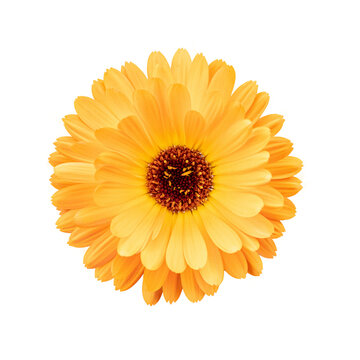 "Transvaal Daisy" Images – Browse 23,416 Stock Photos, Vectors, and ...