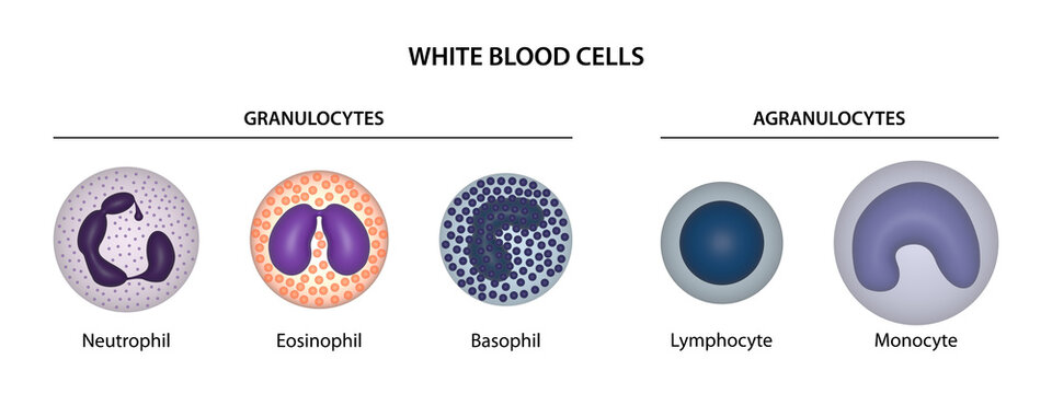 Granulocytes And Agranulocytes