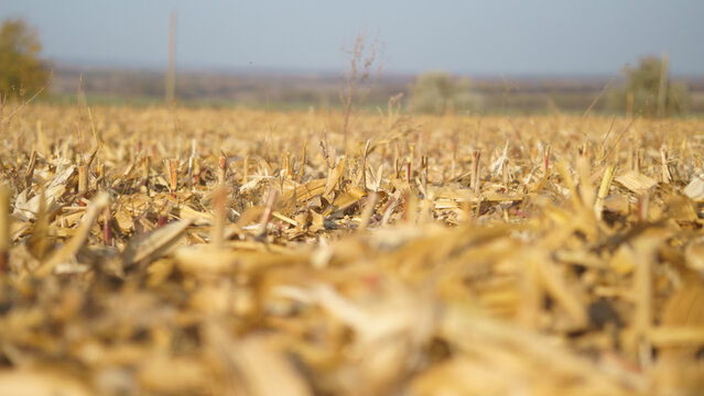 "Golden Corn" Bilder – Durchsuchen 448 Archivfotos, Vektorgrafiken und ...