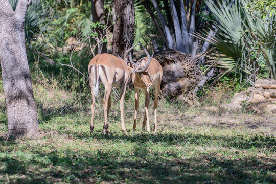 Rooibok Bilder – Durchsuchen 59,051 Archivfotos, Vektorgrafiken und ...