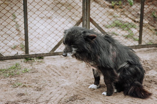 Pariahund Bilder – Durchsuchen 1,629 Archivfotos, Vektorgrafiken und ...