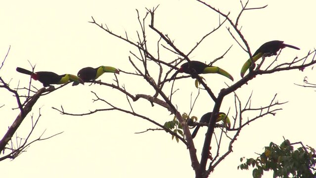 "Rainbow-Billed Toucan"-Bilder: Stock-Fotos & -Videos. | Adobe Stock
