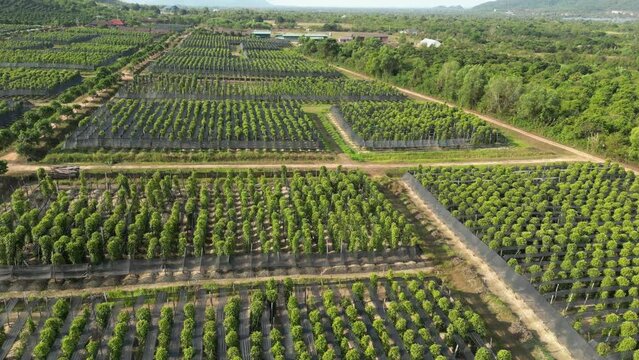 Pepper Farm Images – Browse 863,515 Stock Photos, Vectors, and Video ...