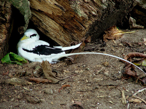 "Paille En Queue" Images – Browse 86 Stock Photos, Vectors, and Video ...