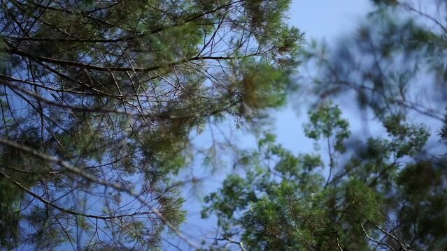 「Filao」の写真素材 | 274件の無料イラスト画像 | Adobe Stock