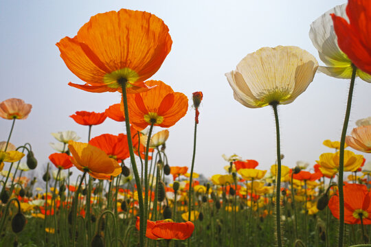 "Icelandic Poppy" Images – Browse 2,874 Stock Photos, Vectors, and ...