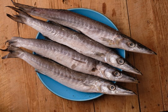 Barakuda Billeder – Gennemse 38 stockfotos, vektorer og videoer | Adobe ...