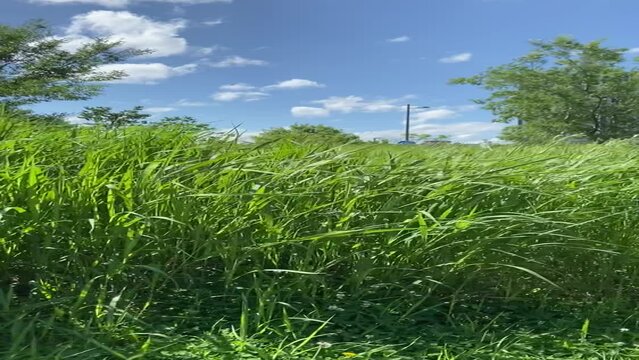 Imagens de Greengrass – Explore Fotografias do Stock, Vetores e Vídeos ...