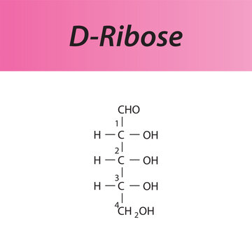 รูปภาพD-Ribose – เลือกดูภาพถ่ายสต็อก เวกเตอร์ และวิดีโอ1,076 | Adobe Stock