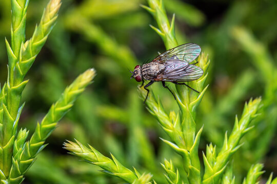 House-Fly Billeder – Gennemse 21,960 stockfotos, vektorer og videoer ...