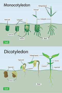 Dicotyledon Images – Browse 7,760 Stock Photos, Vectors, and Video ...