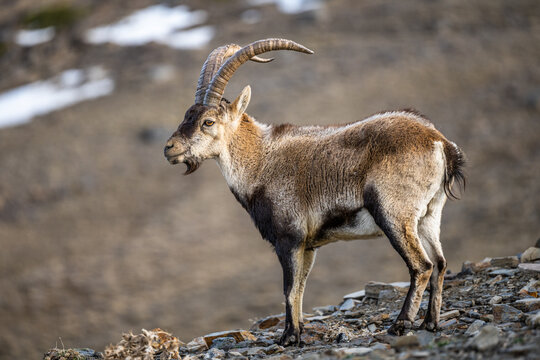 Spanish Mountain Goat