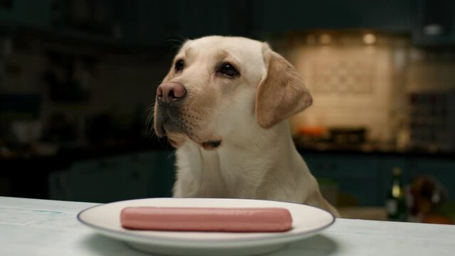 "Labrador Retriver" Images – Browse 265 Stock Photos, Vectors, and ...