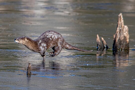 "River Otter" Bilder – Durchsuchen 5,140 Archivfotos, Vektorgrafiken ...