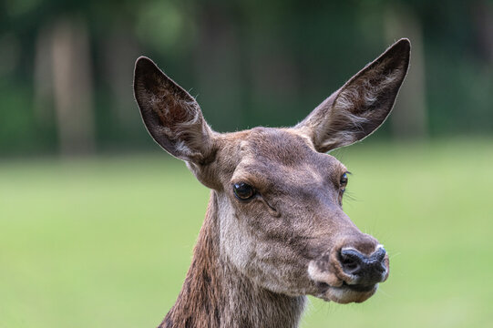 Rottier Images – Browse 44 Stock Photos, Vectors, and Video | Adobe Stock