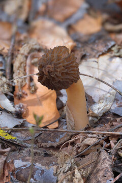 Thimble-Cap Images – Browse 79 Stock Photos, Vectors, and Video | Adobe ...